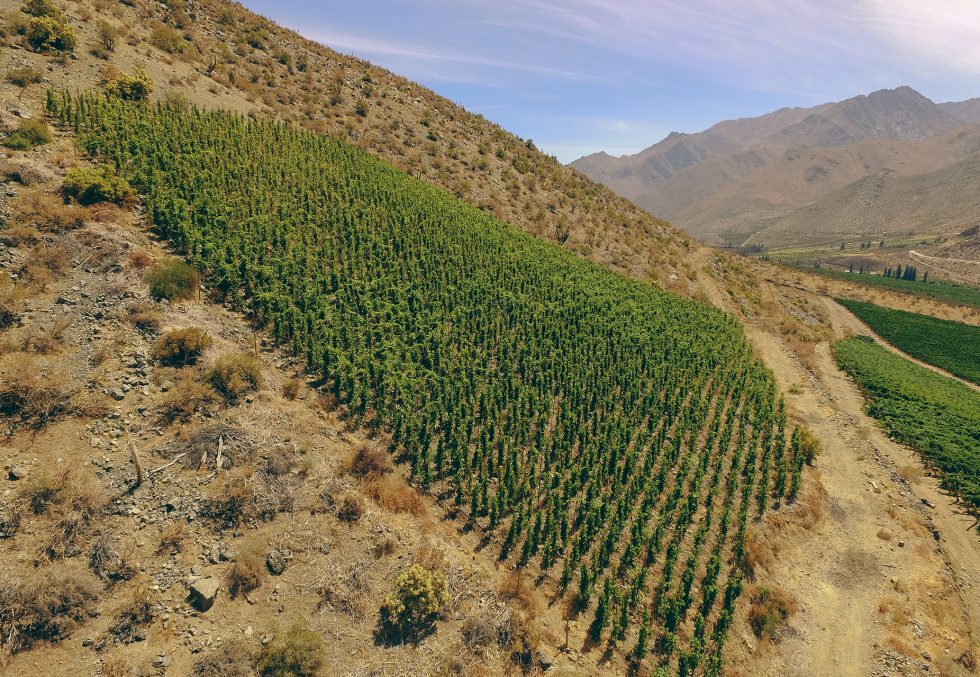 Valle de Limarí - Tabali